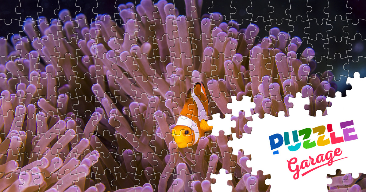 Nemo Jigsaw Puzzle (Animals, Marine life) | Puzzle Garage