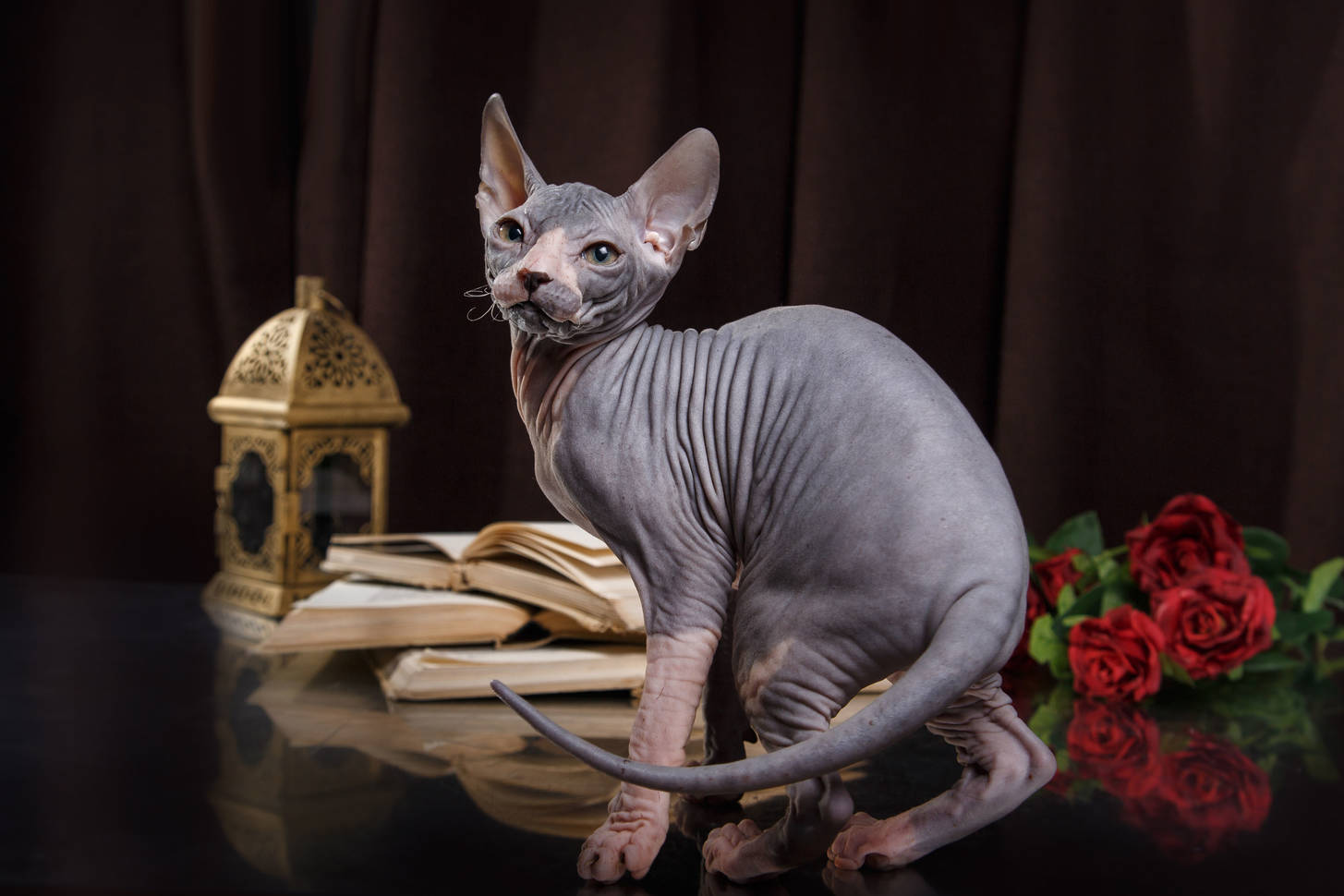 Canadian sphinx Jigsaw Puzzle (Animals, Pets) | Puzzle Garage